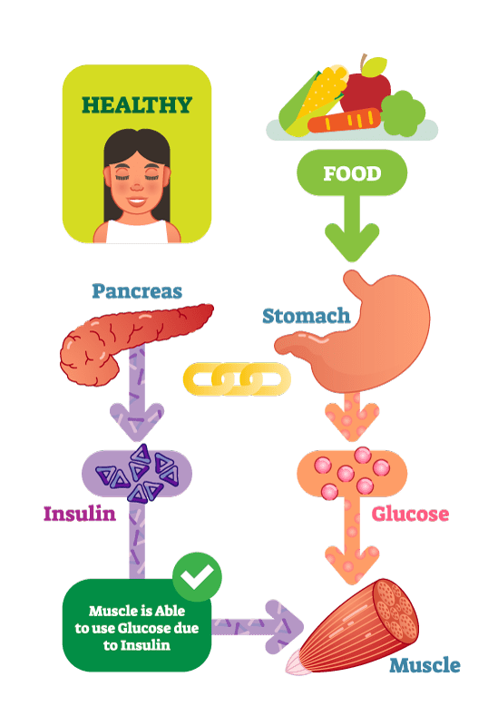 Diabetes Basics - Hunter Diabetes Centre